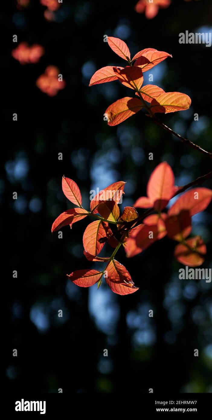 Early growth foliage hi-res stock photography and images - Alamy
