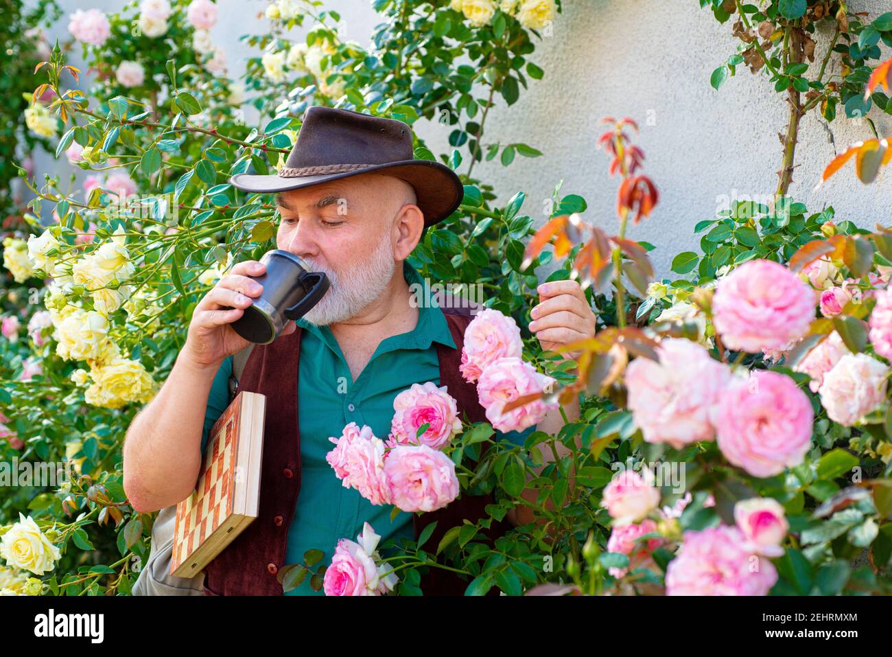 Senior man in roses garden drink tea coffee. Gardeners with spring ...