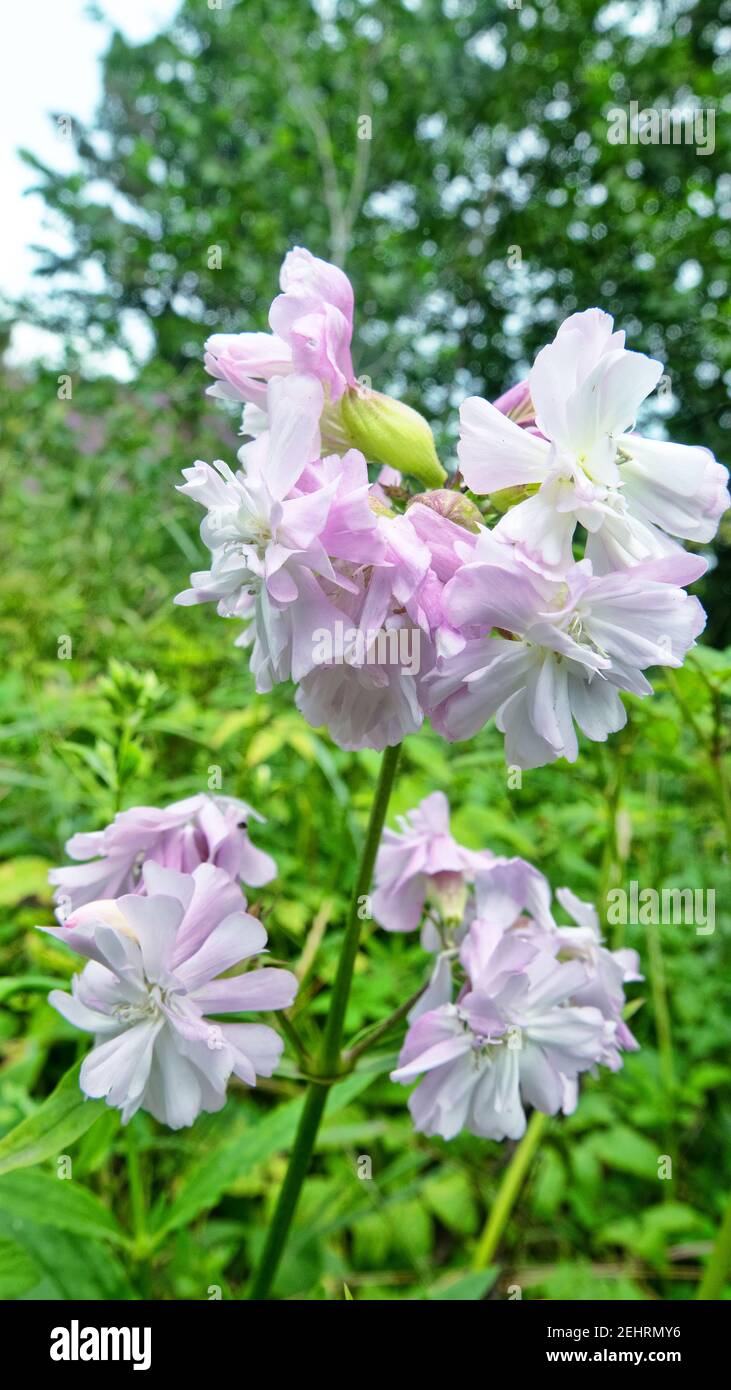 Bouncing bet soapwort hi-res stock photography and images - Alamy
