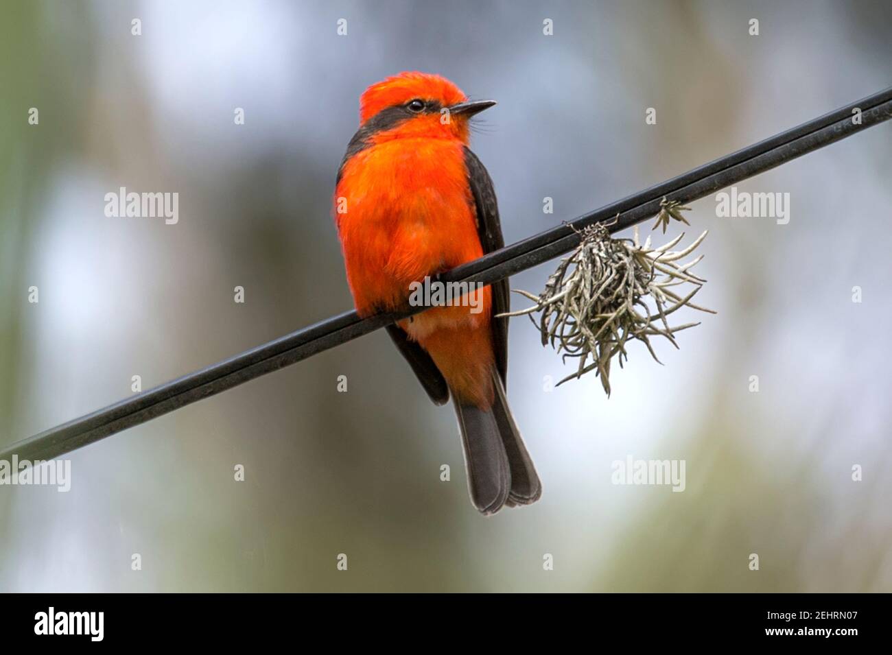 Vermilion flycatcher or common vermilion flycatcher, Pyrocephalus ...