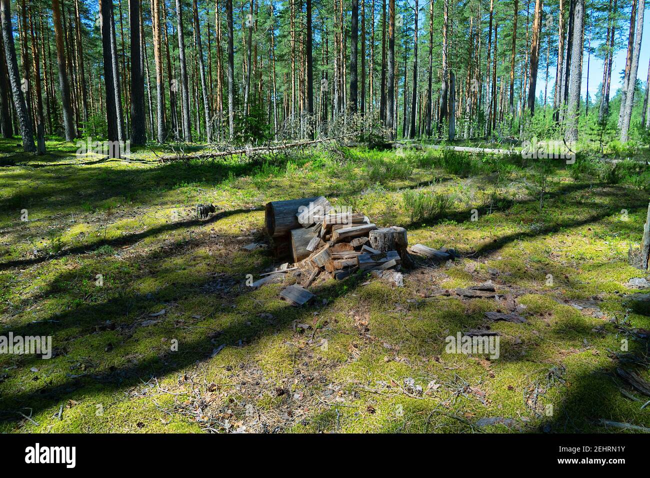 Remains of cutting,, logging waste in Northern boreal coniferous forest ...