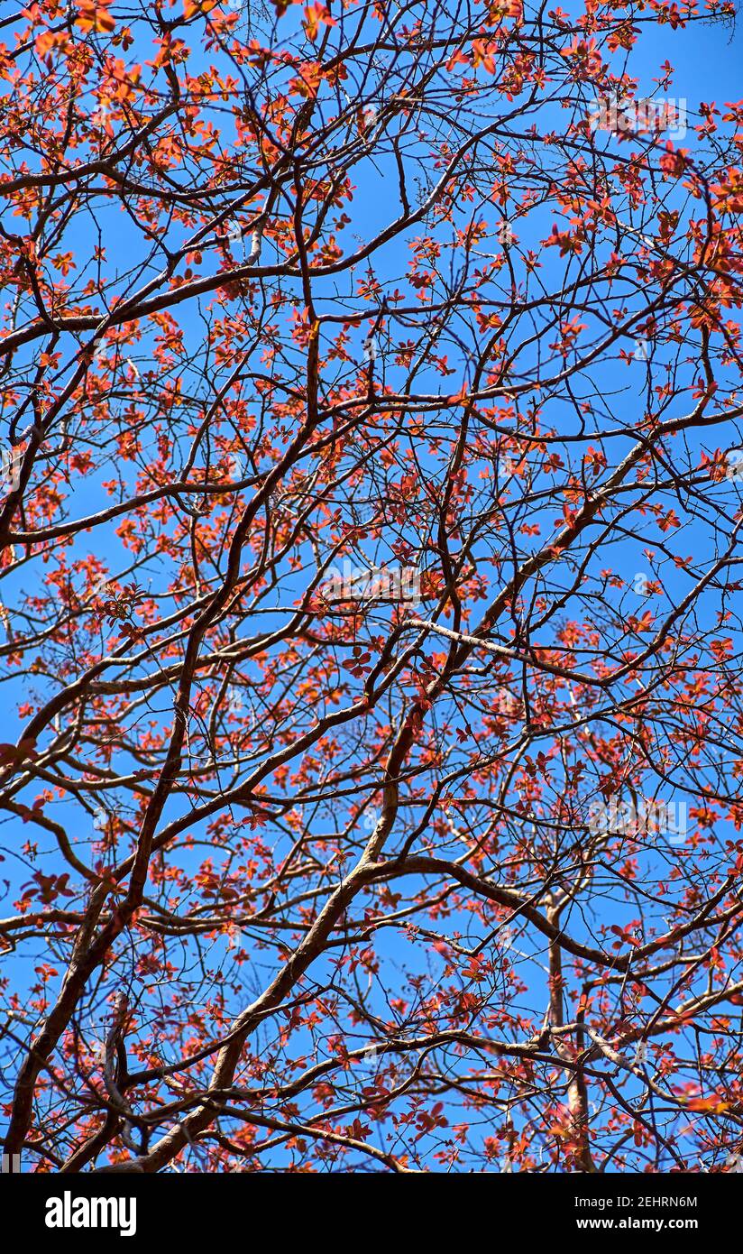 The red leaves in the early spring Stock Photo - Alamy