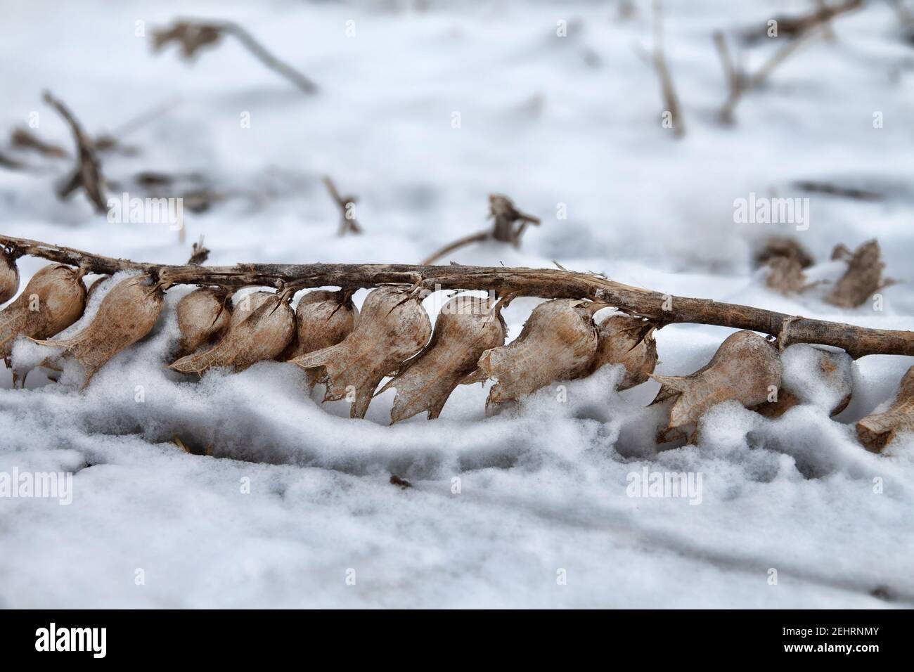 Dried fruits of henbane, Hyoscyamus nнger. Hyoskyamos-hog bean-eaten ...
