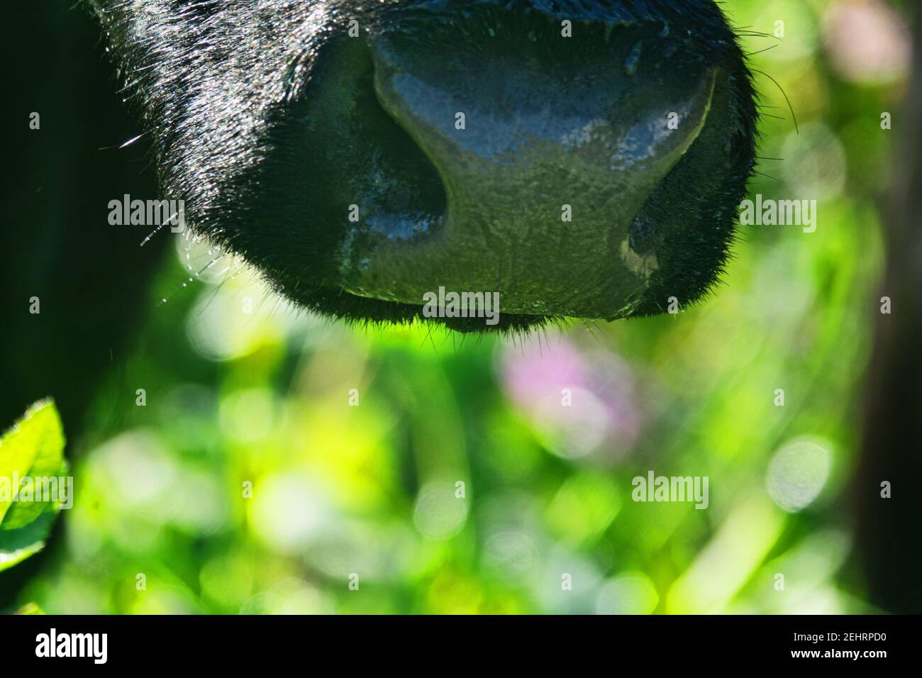 Close-up of a black chewing cow's face, masticate the grass Stock Photo ...