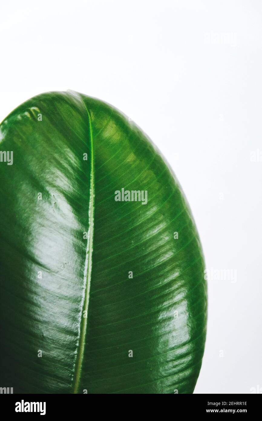 Vertical closeup of the leaf of a plant with a white background Stock ...