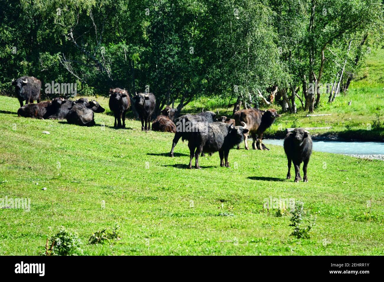 Albino bison hi-res stock photography and images - Alamy