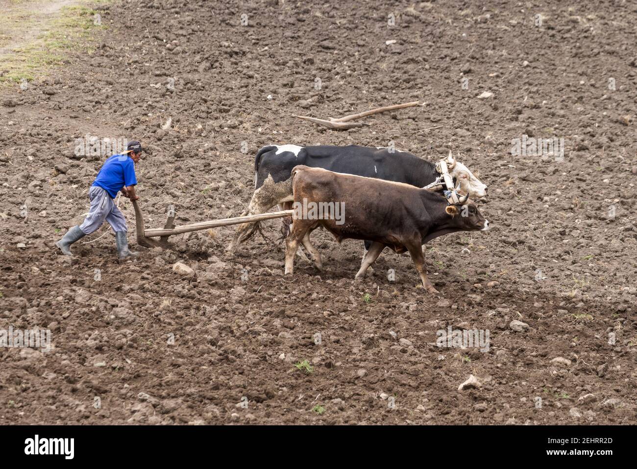Farmer ploughing the fields with oxen & wooden traditional plough ...