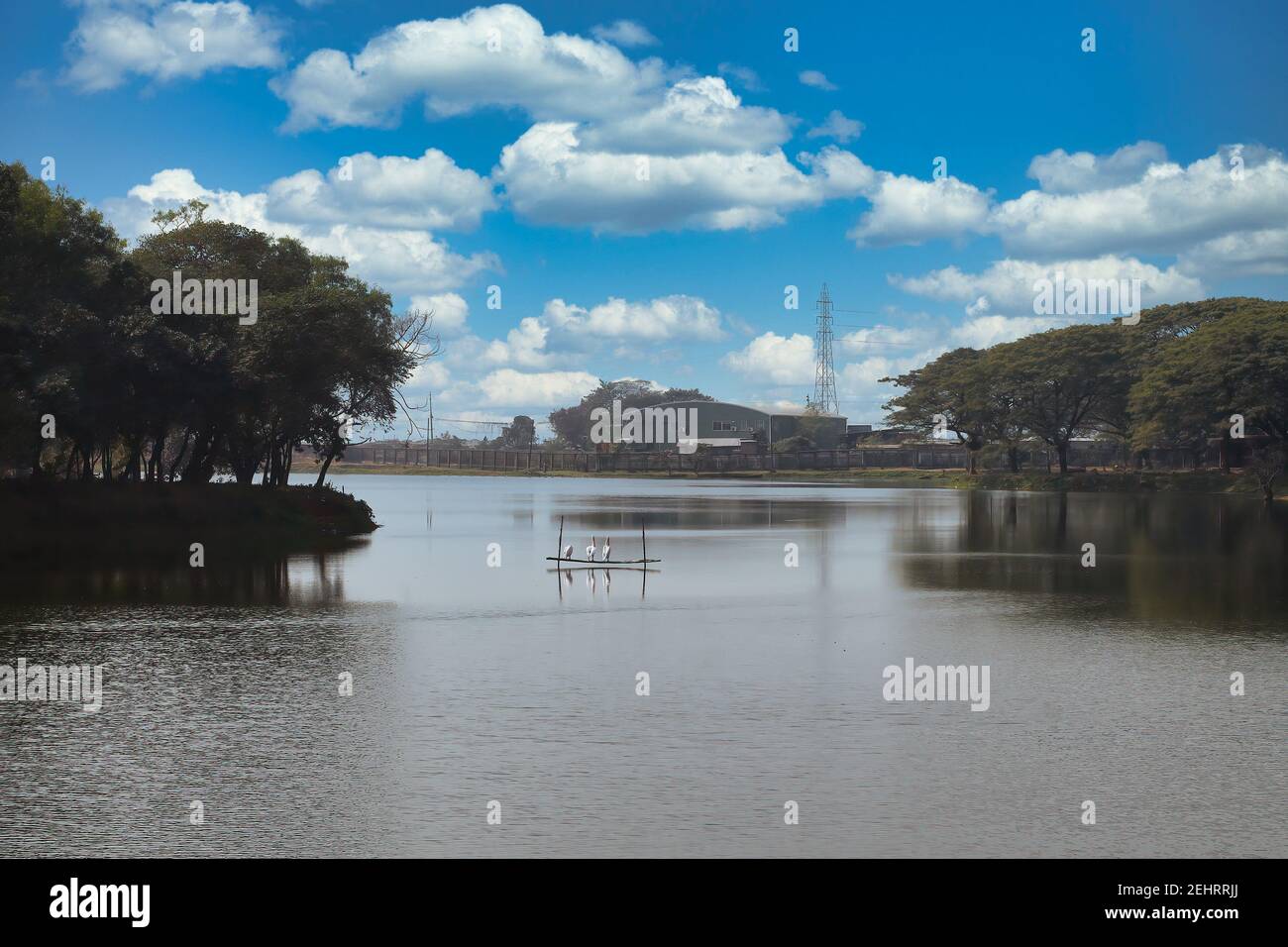 Riverscape with white egrets surrounded by rural areas and trees on a ...