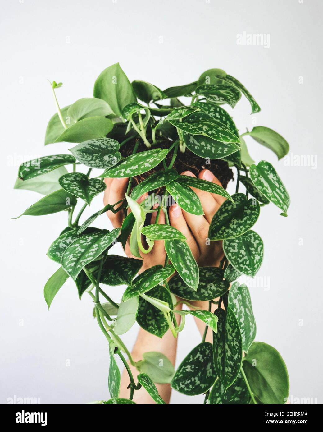 Vertical closeup of a person holding the Scindapsus plant with a white ...