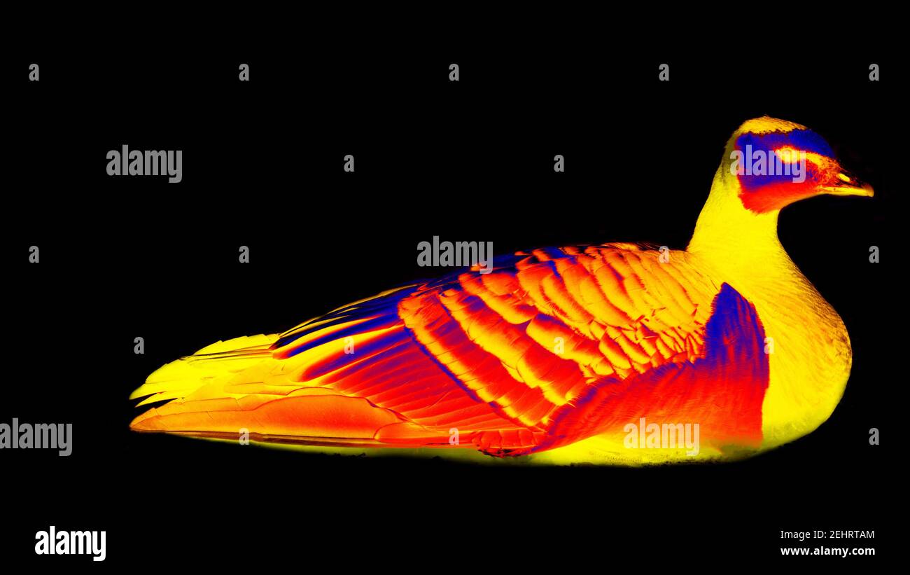 Wild Goose, Canada goose is sitting, Scanning the animal's body ...