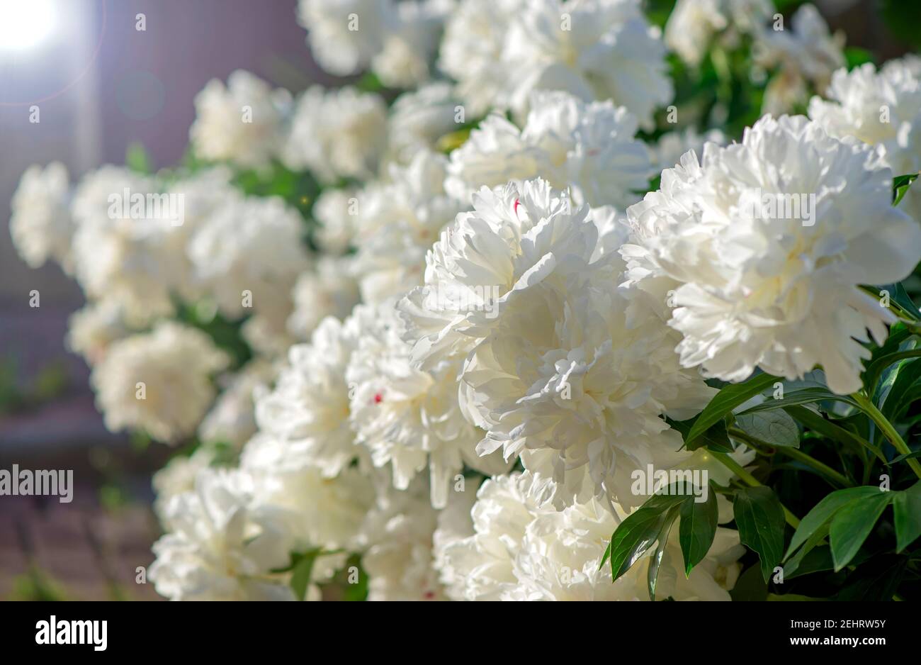 peonies blossomed in the summer, peonies lit by the sun.beautiful ...