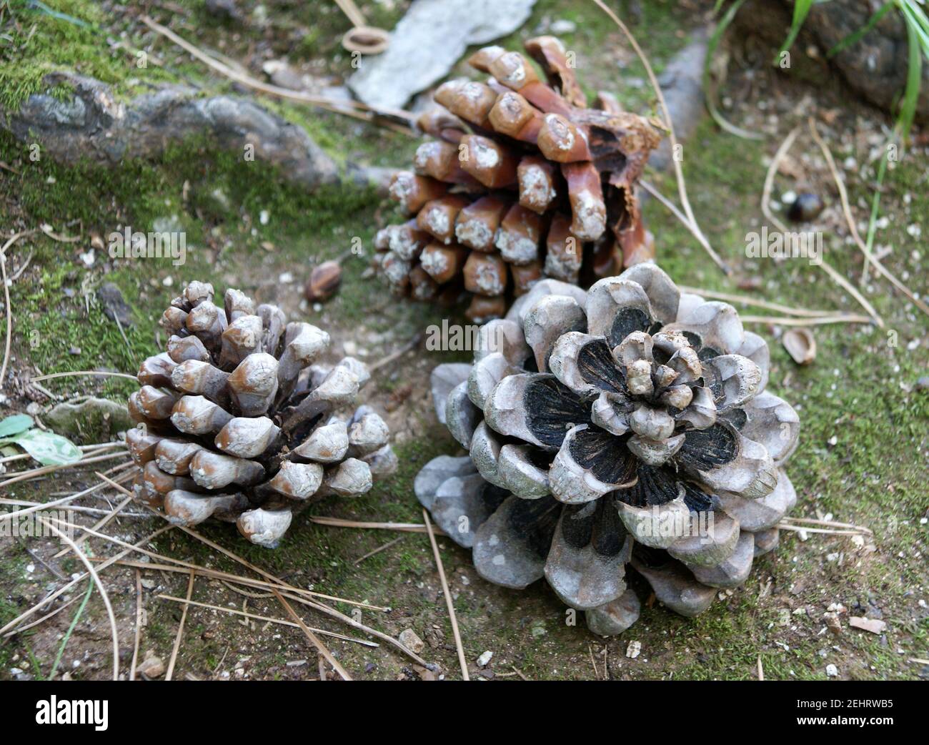Natural spruce cones lying on the ground Stock Photo - Alamy
