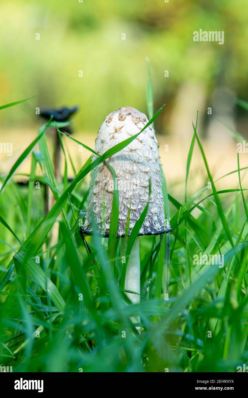 Edible Stage High Resolution Stock Photography and Images - Alamy