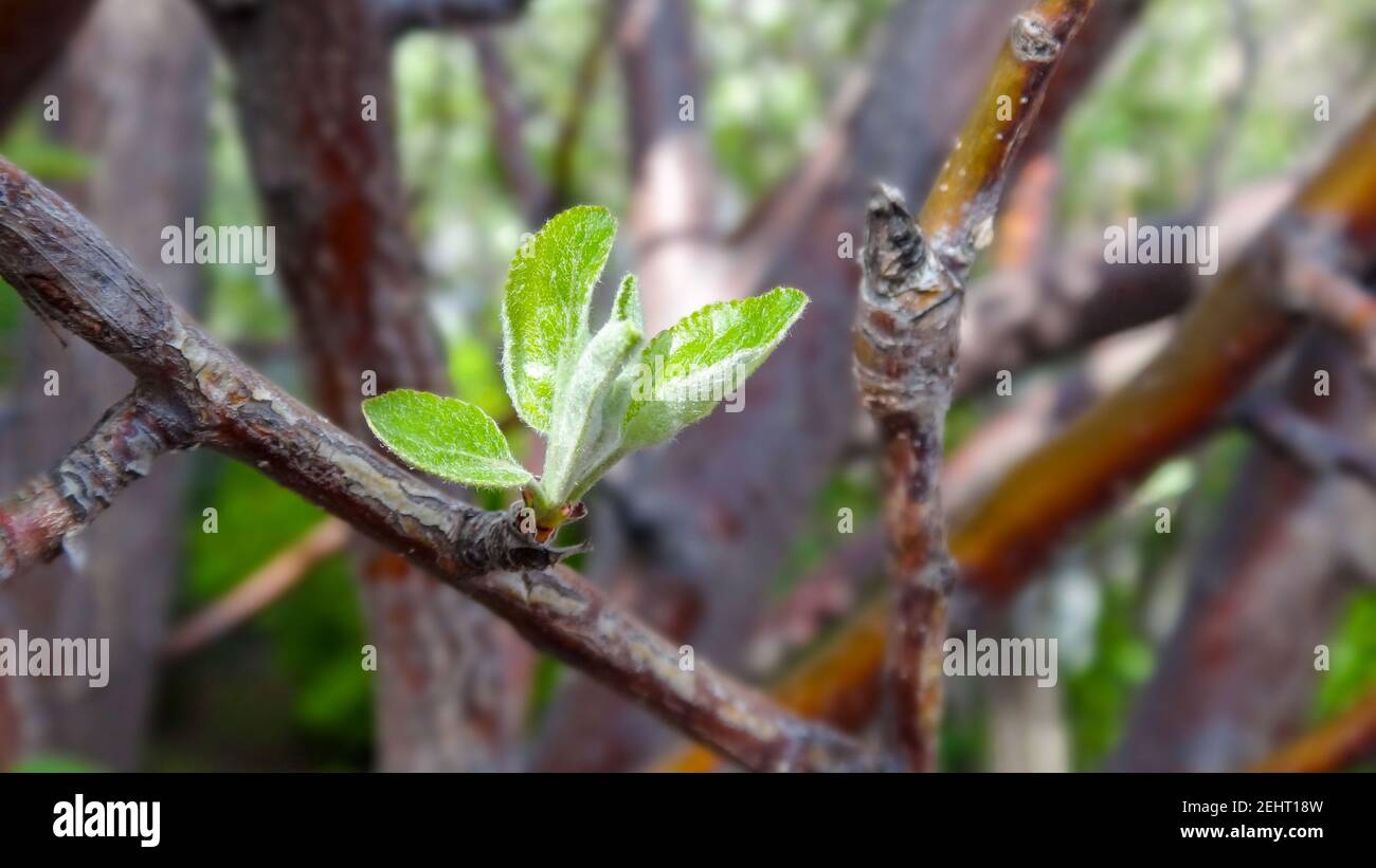 A close up of a tree branch Stock Photo - Alamy