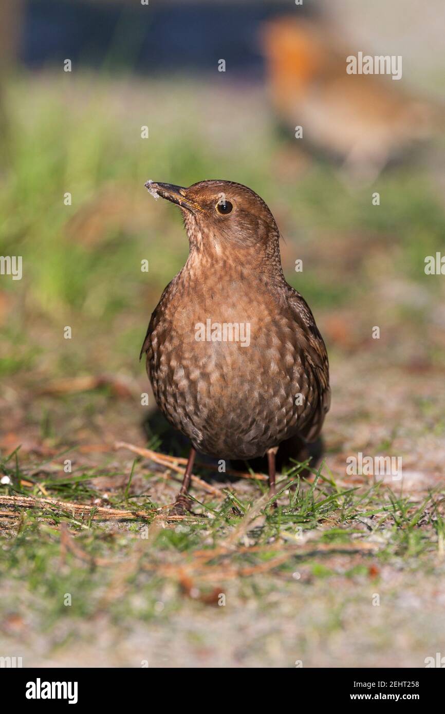 Common blackbird Turdus merula, female & European robin Erithacus ...