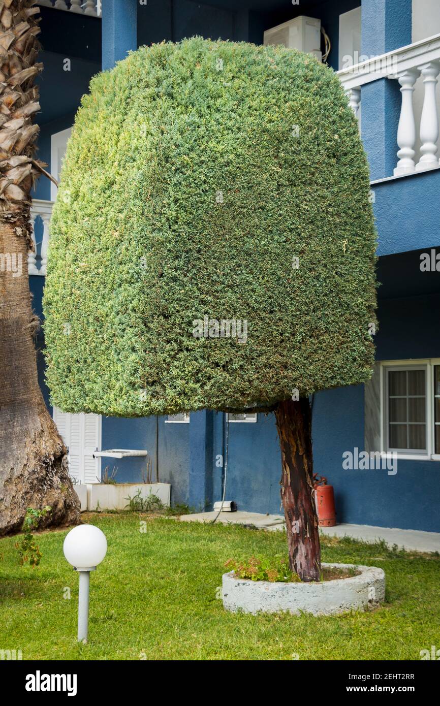 Tree with crown trimmed in a rectangular shape. Beautiful style of ...