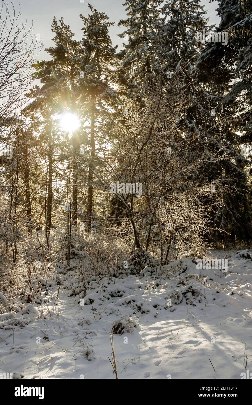 Beautiful winter landscape and sunlight behind the pine trees covered ...