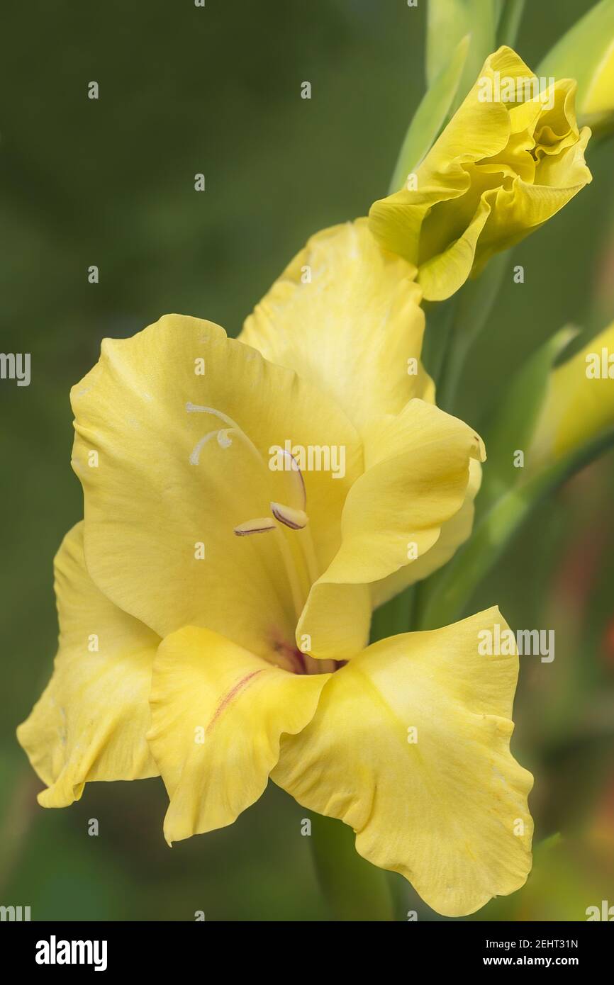 Yellow gladiolus hi-res stock photography and images - Alamy