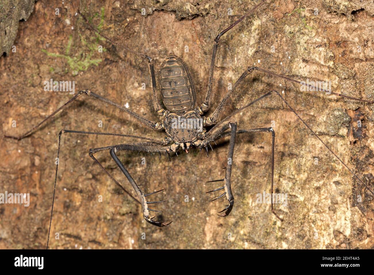 Stingless scorpion hi-res stock photography and images - Alamy