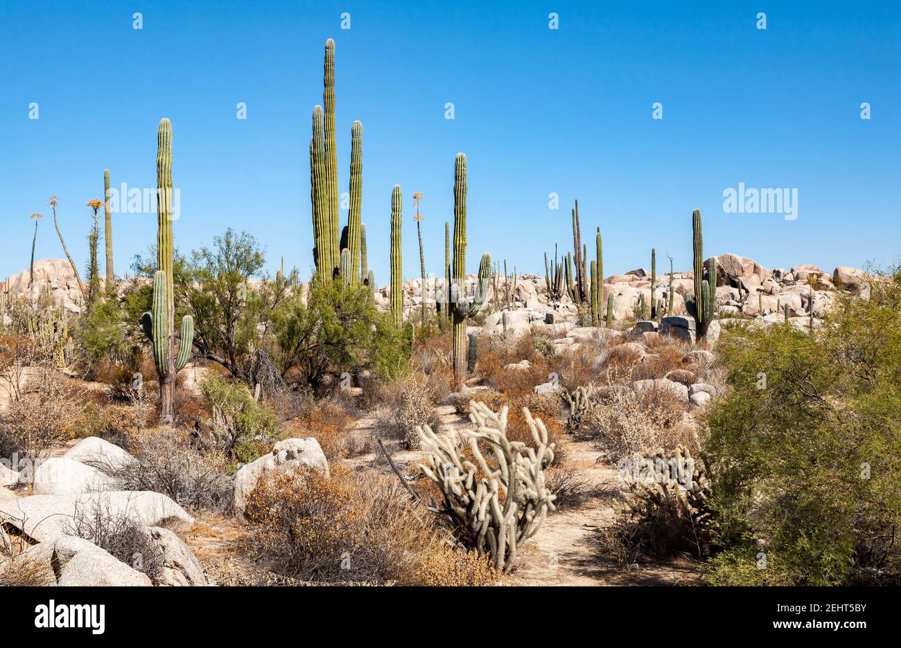 Cardon or elephant cactus Pachycereus pringlei in boulder field of Baja ...