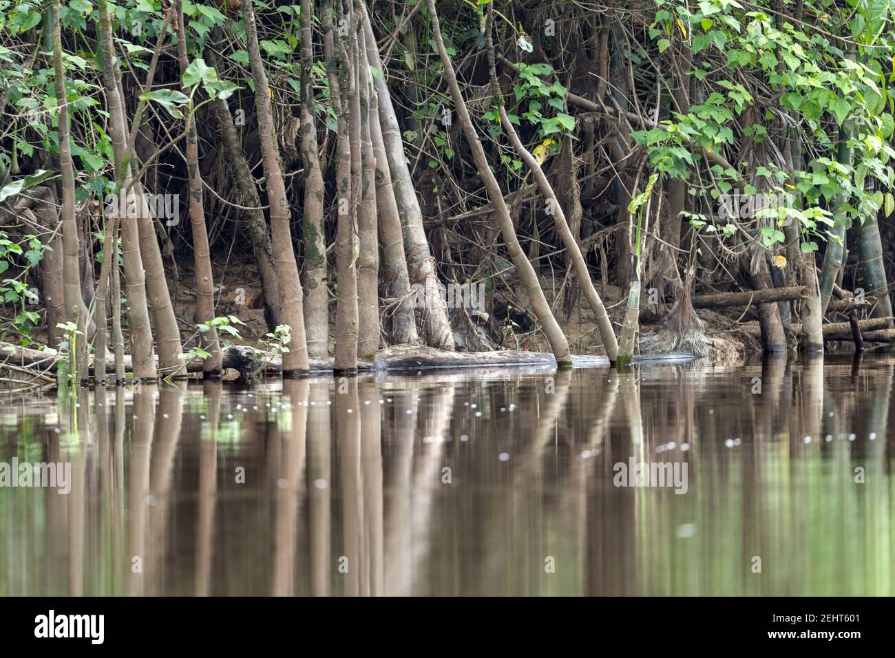 Napo River, Amazon rainforest, Yasuni National Park, Ecuador Stock ...