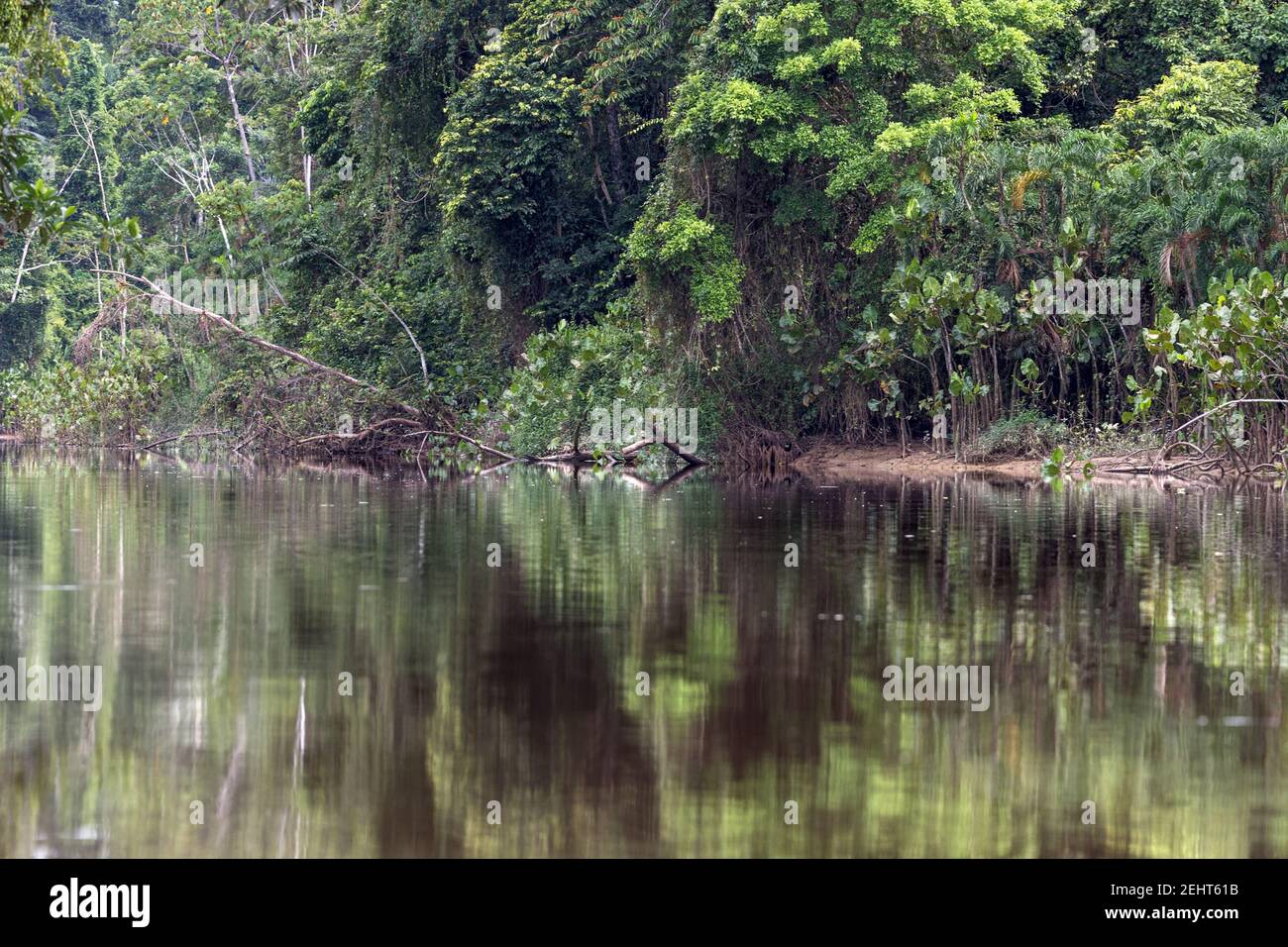 Napo River, Amazon rainforest, Yasuni National Park, Ecuador Stock ...