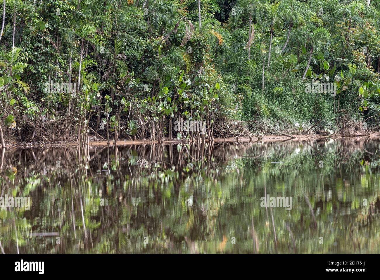 Napo River, Amazon rainforest, Yasuni National Park, Ecuador Stock ...