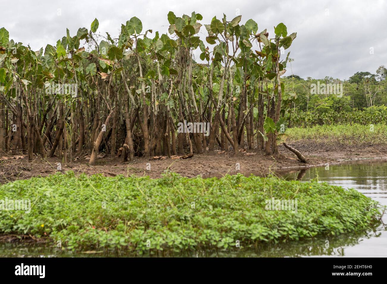 Napo River, Amazon rainforest, Yasuni National Park, Ecuador Stock ...