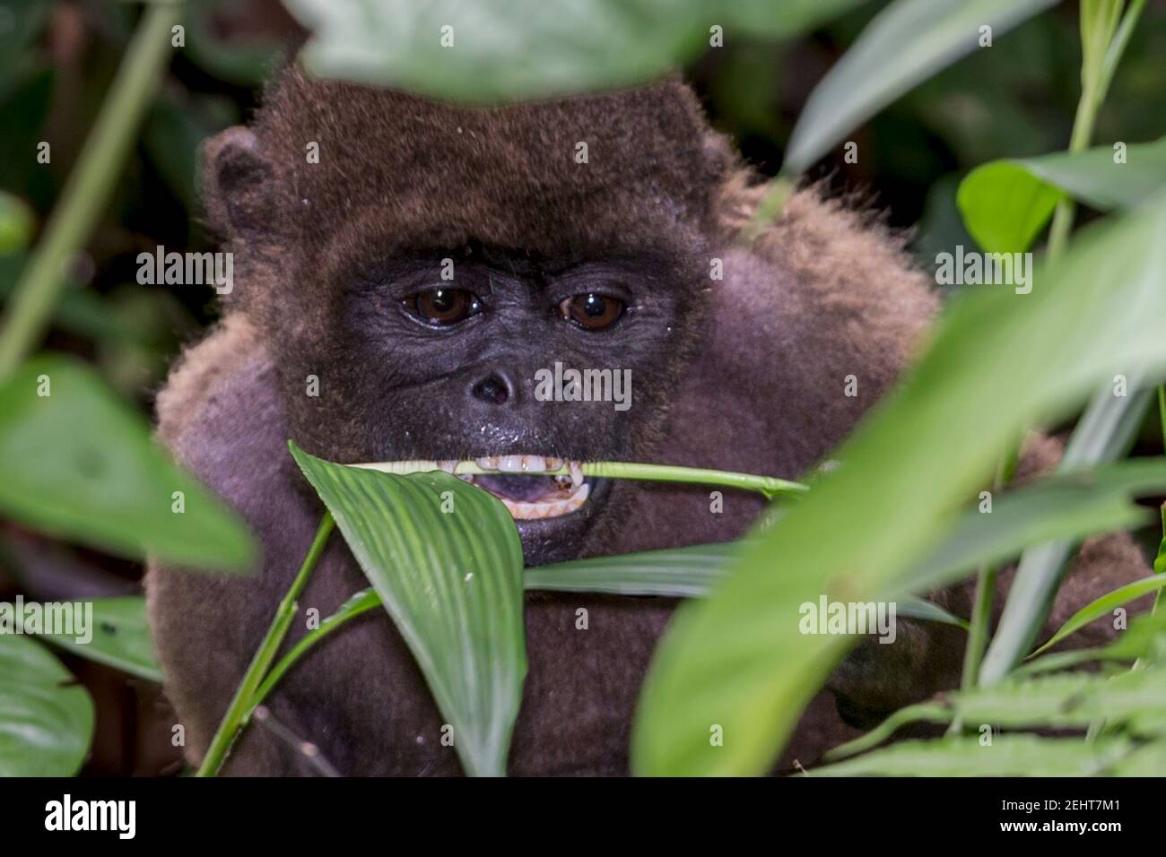 Woolly Monkey with skin disease, scabies/mange, Amazon rainforest ...