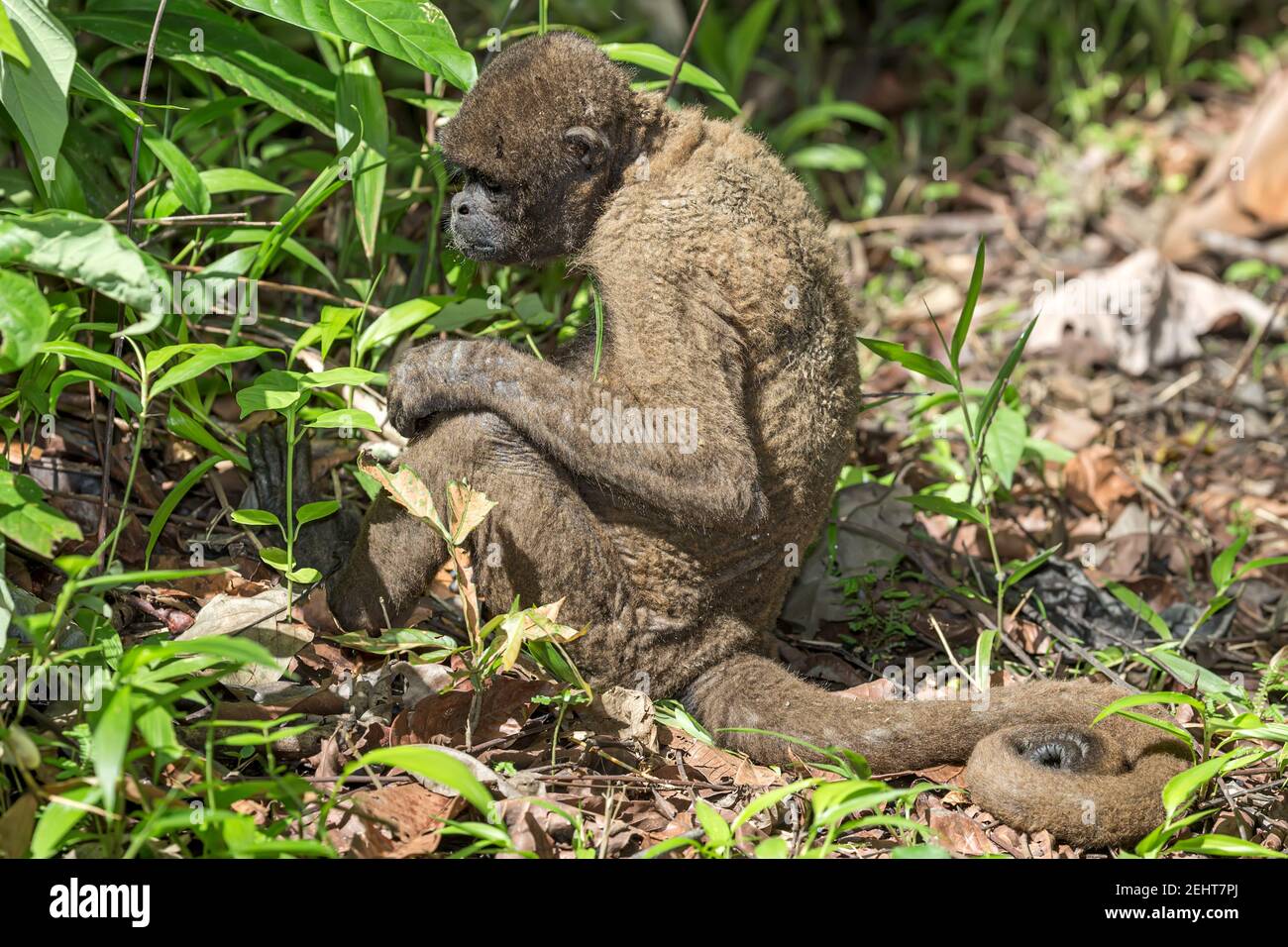 Woolly Monkey with skin disease, scabies/mange, Amazon rainforest ...