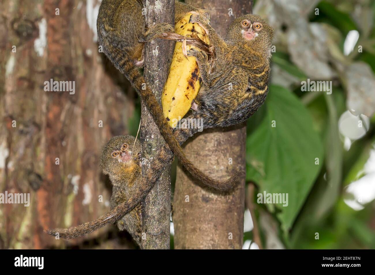 Pygmy Marmoset, Cebuella pygmaea, new world and world's smallest monkey ...