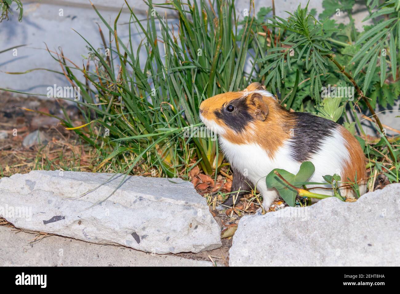 Domestic guinea pigs (Cavia porcellus) eating vegetables on a grass ...