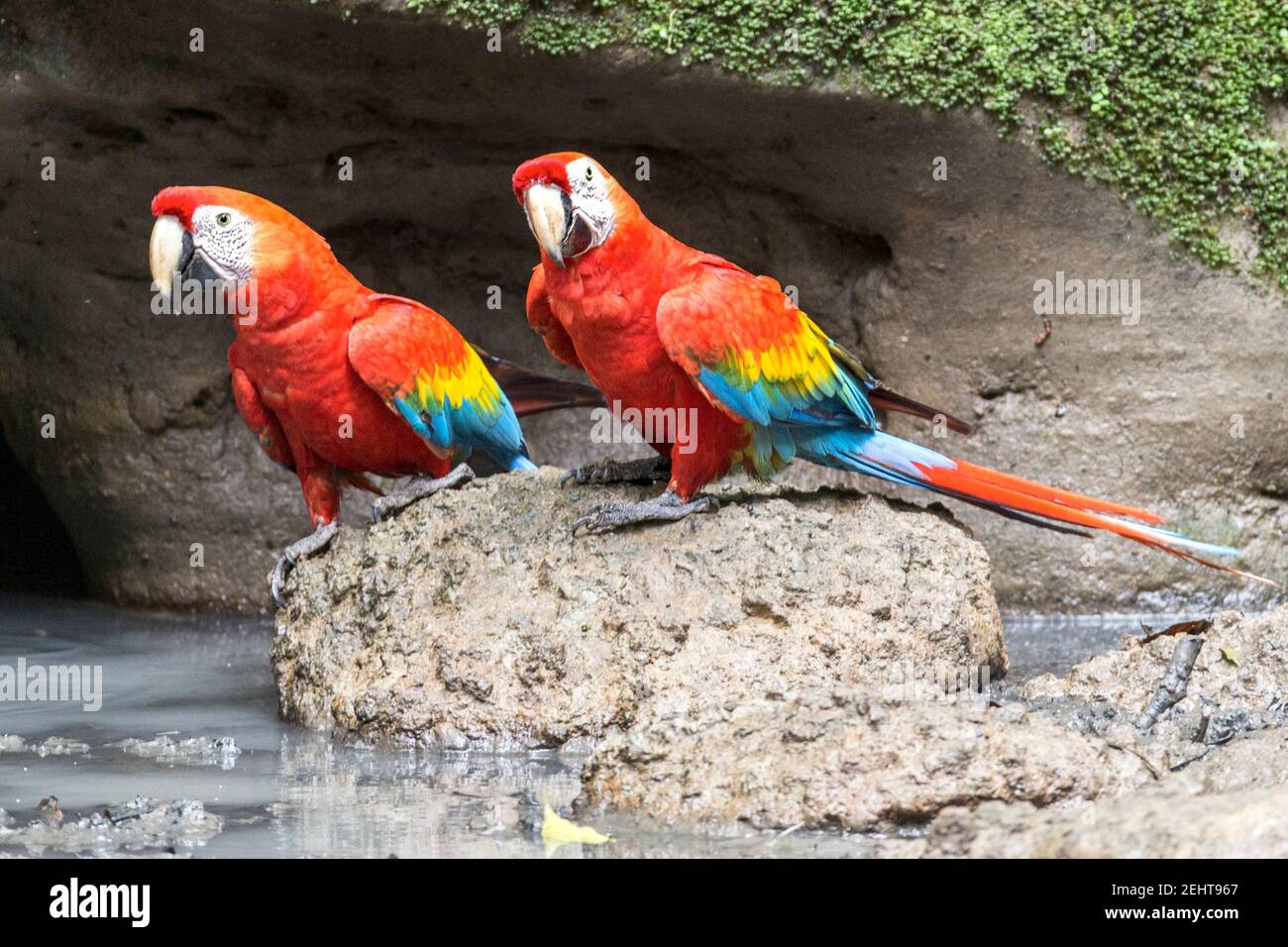Scarlet Macaw, Ara macao, Saladero de Pericos, Salt/Mineral/Parrot/clay ...
