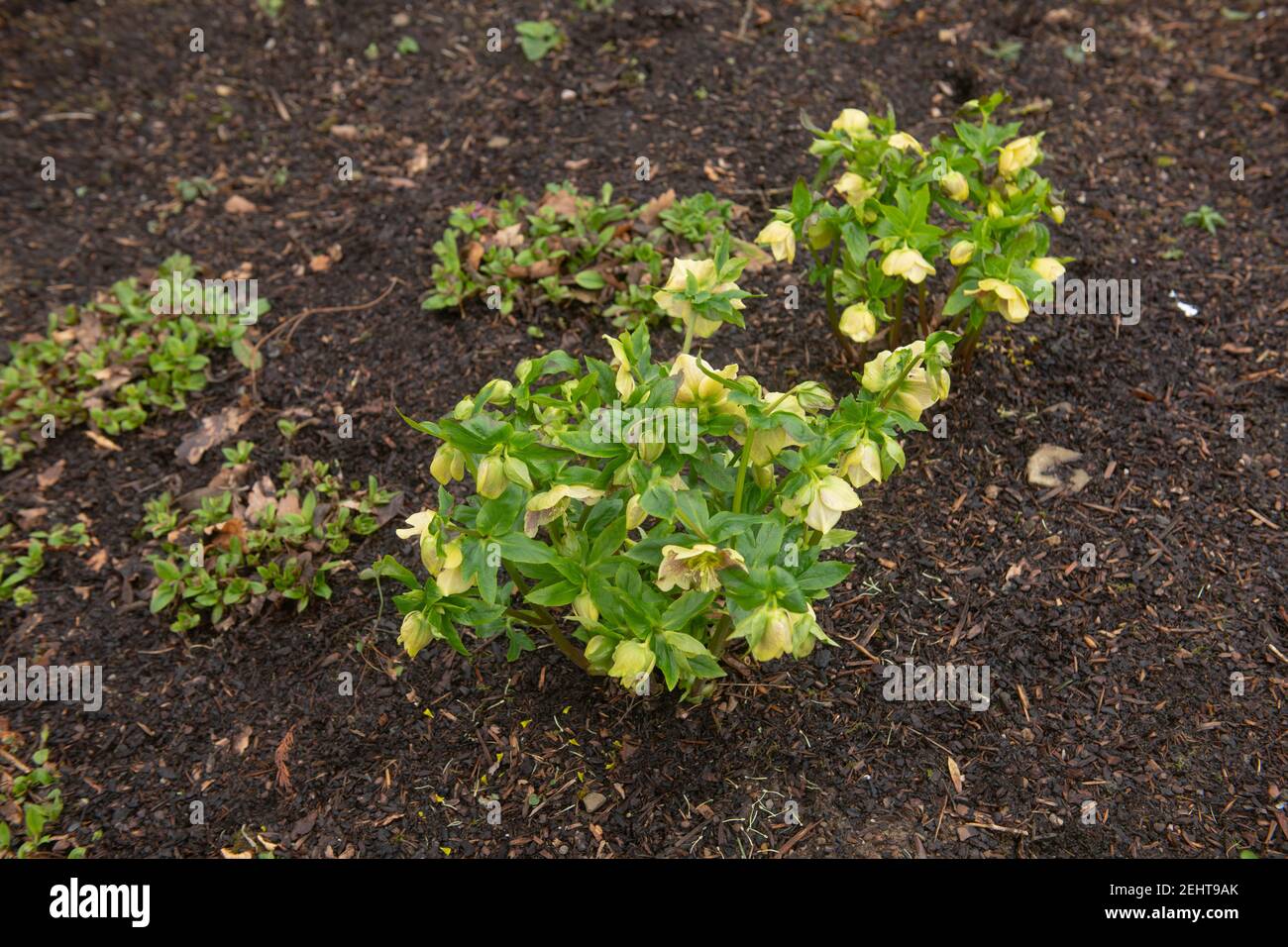 Spring border hellebores hi-res stock photography and images - Alamy