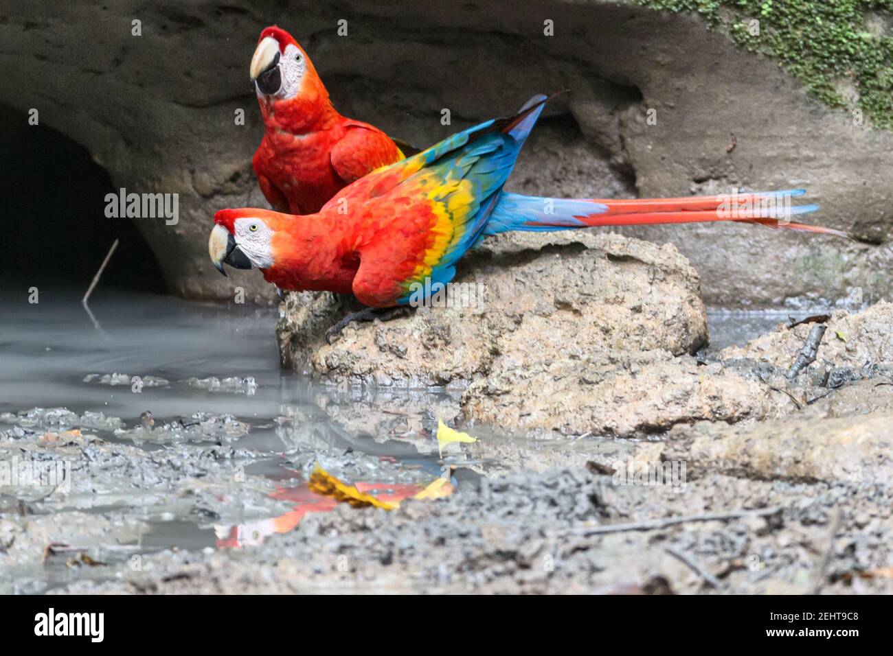 Scarlet Macaw, Ara macao, Saladero de Pericos, Salt/Mineral/Parrot/clay ...