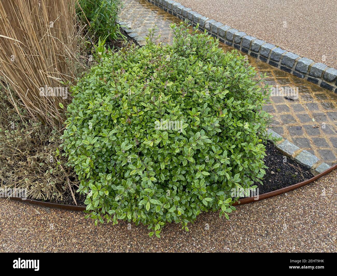 Pittosporum tenuifolium golf ball hi-res stock photography and images ...