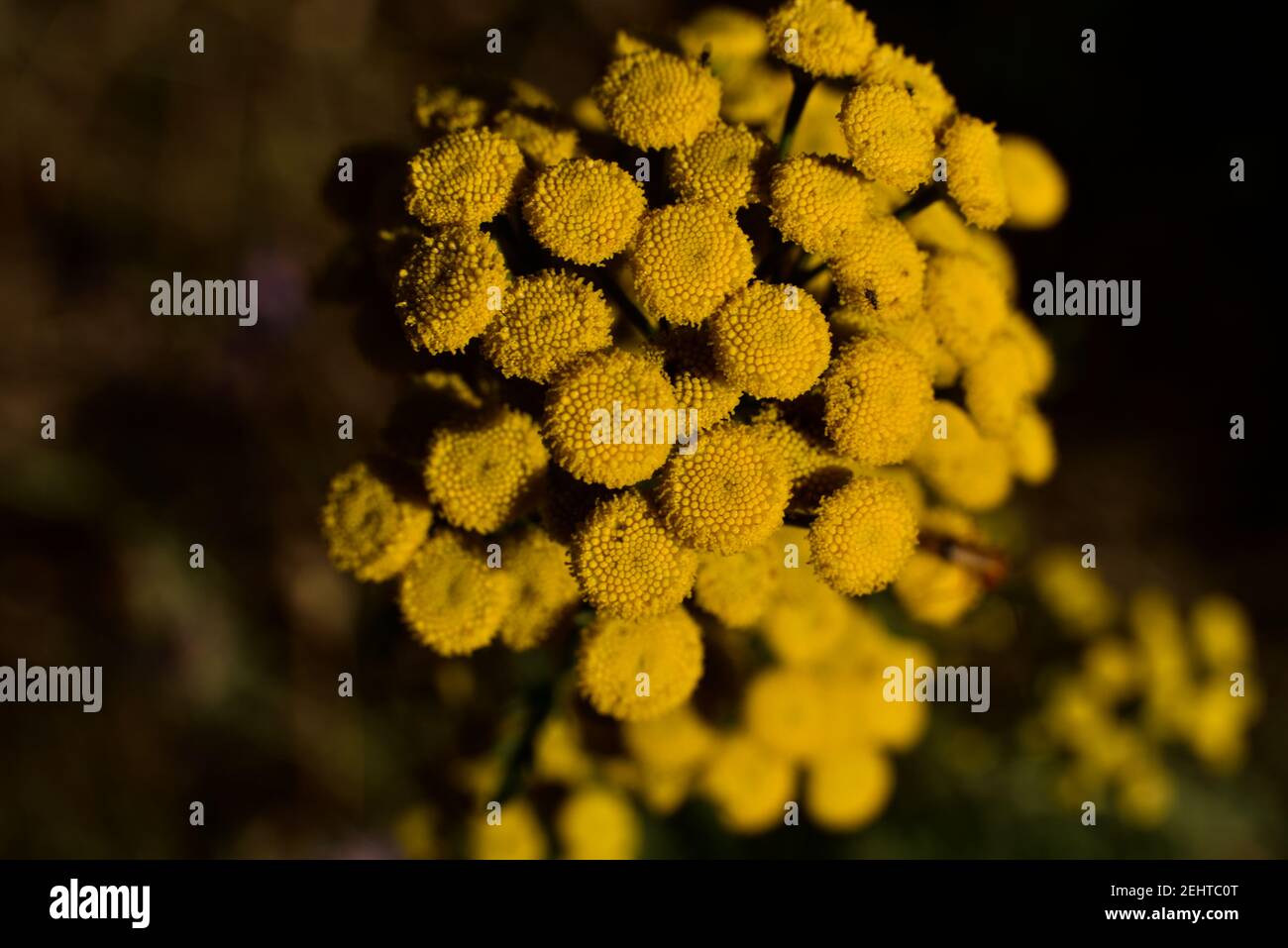 Enlarged flowers hi-res stock photography and images - Alamy