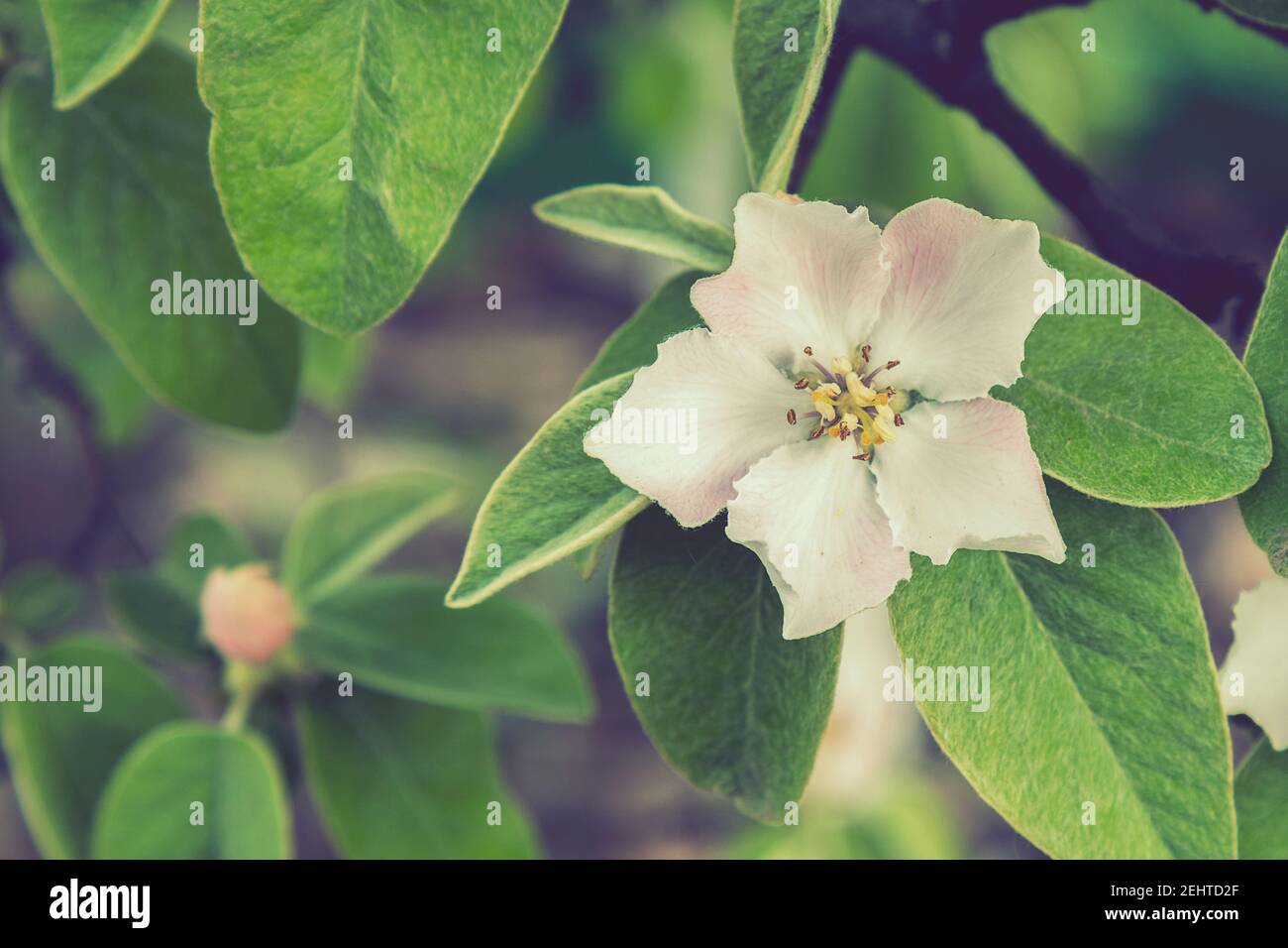 Spring Blossoms APPLE. Beautiful blooming apple trees in spring park ...