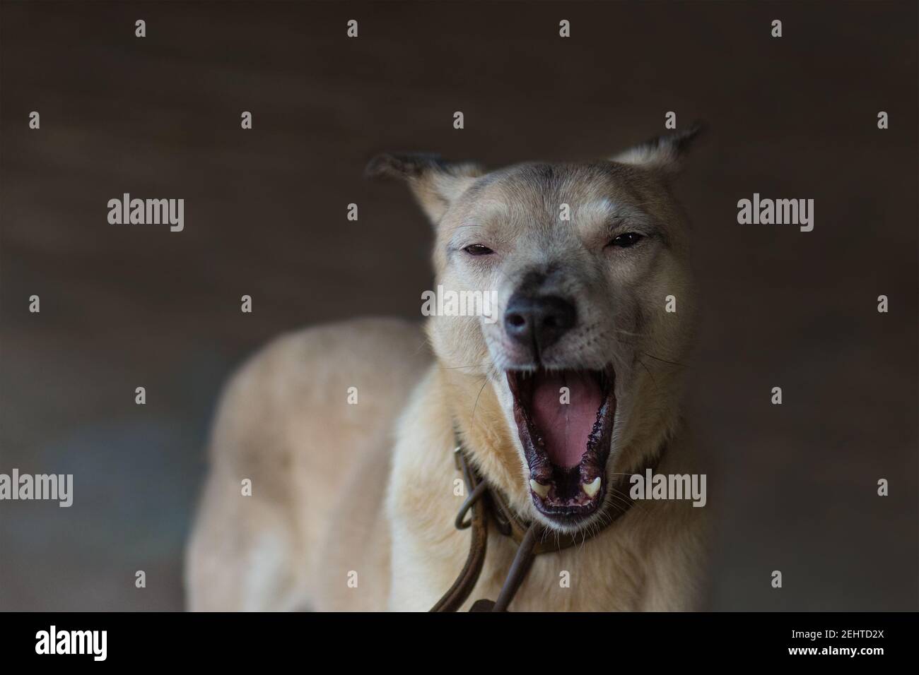 Dark eyed dog close up. Close up portrait angry dog with open mouth ...