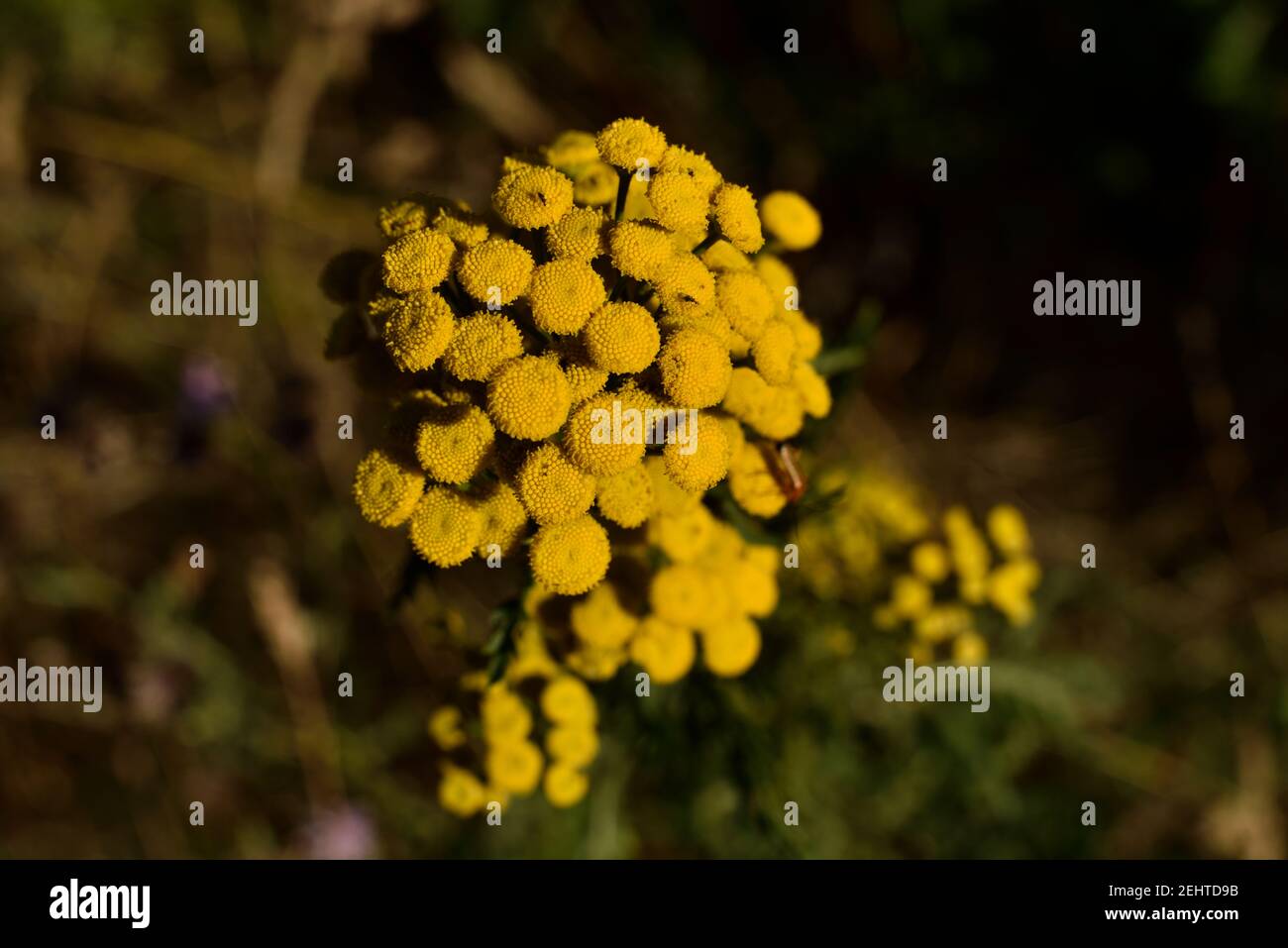 Enlarged natural hi-res stock photography and images - Alamy