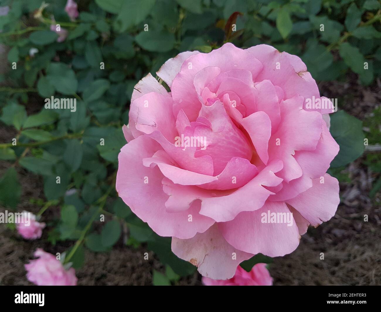 A close up of a flower High photo Stock Photo - Alamy