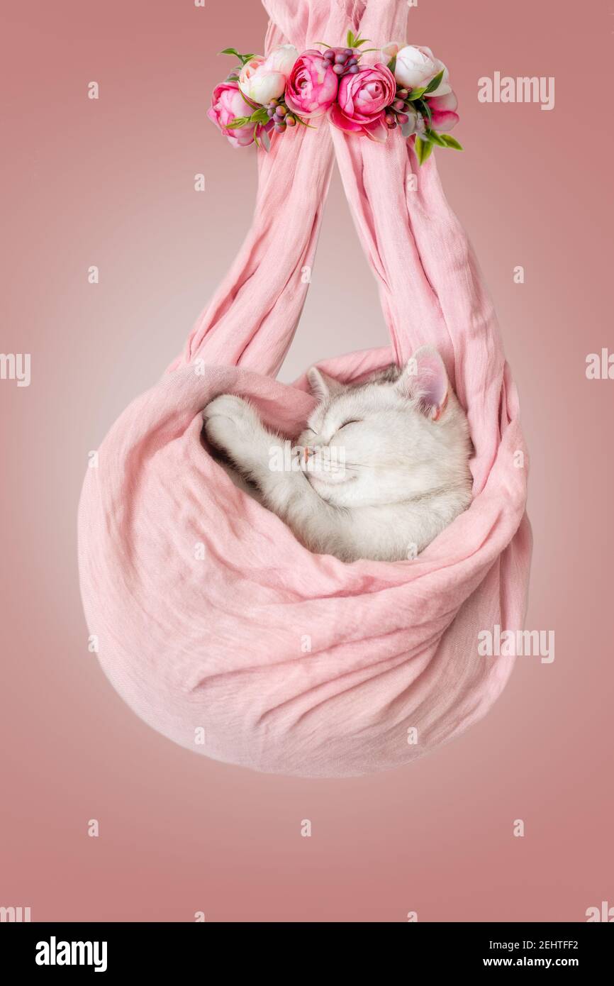 Adorable little white kitten sleeps in a textile hanging pink cradle ...