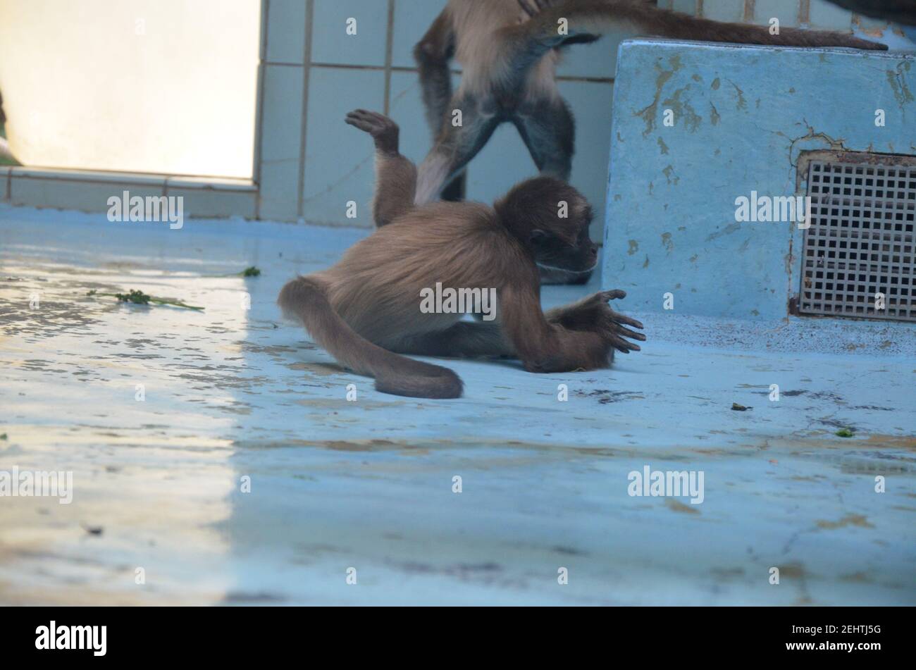 Female Howler Monkey, zoo of Frankfurt Stock Photo - Alamy