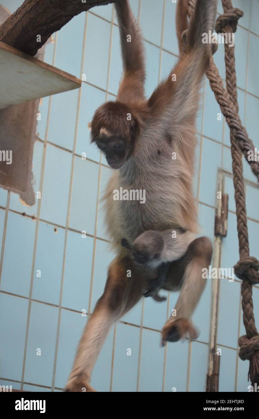Female Howler Monkey, zoo of Frankfurt Stock Photo - Alamy