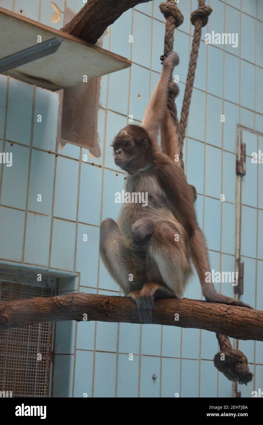 Female Howler Monkey, zoo of Frankfurt Stock Photo - Alamy