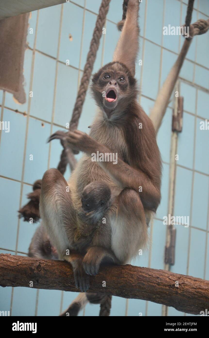 Female Howler Monkey, zoo of Frankfurt Stock Photo - Alamy