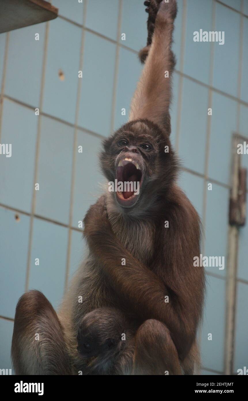 Female Howler Monkey, zoo of Frankfurt Stock Photo - Alamy