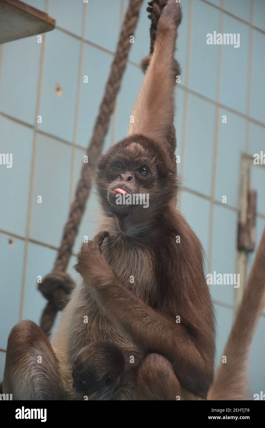 Female Howler Monkey, zoo of Frankfurt Stock Photo - Alamy