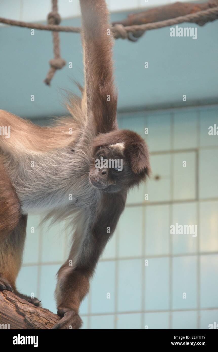 Female Howler Monkey, zoo of Frankfurt Stock Photo - Alamy