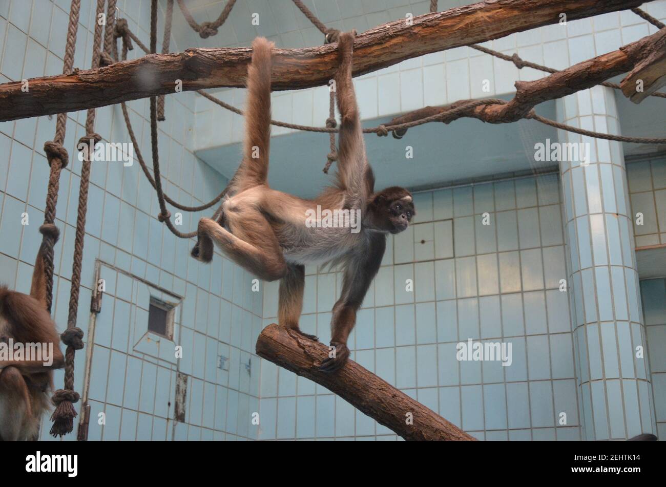 Female Howler Monkey, zoo of Frankfurt Stock Photo - Alamy